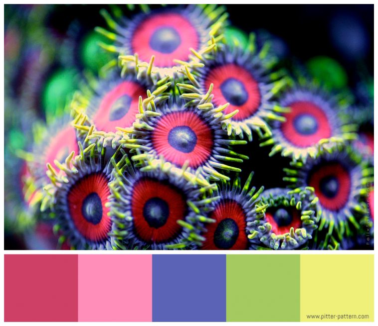 Colour and patterns in nature · Felix Salazar - Pitter Pattern